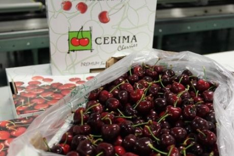 Cerima Cherries duplicarà la producció de cireres en els propers quatre anys | Ràdio Móra d'Ebre